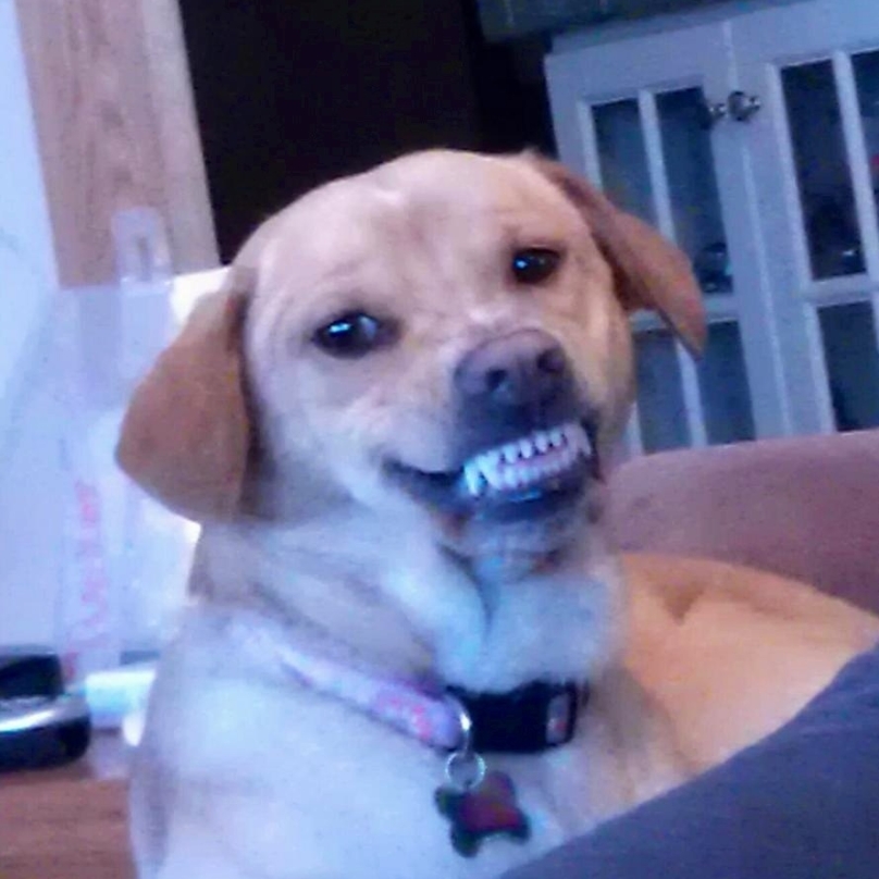 25 fotos de perros que te harán reír