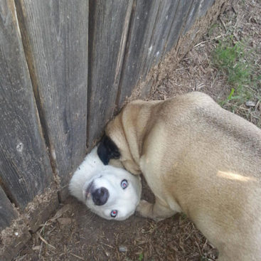 25 fotos de perros que te harán reír