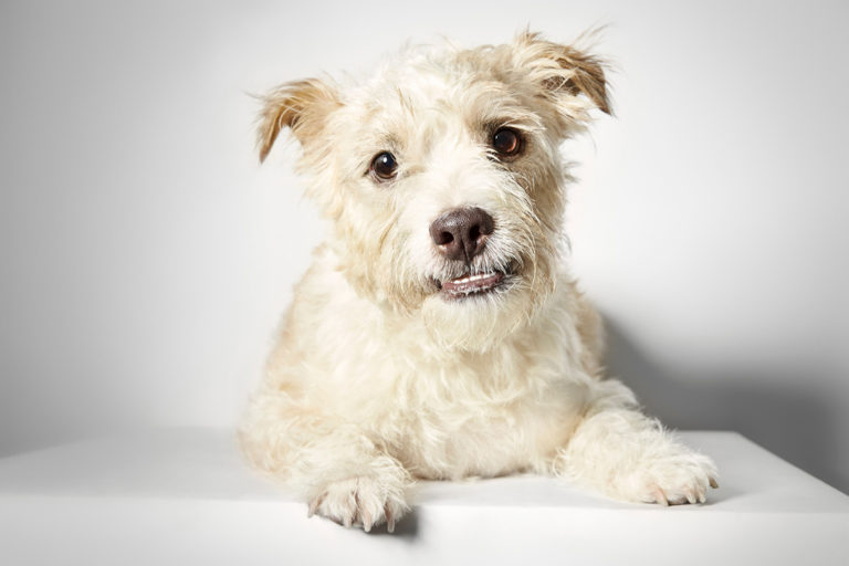 15 Fotografías de perros rescatados y con una vida feliz