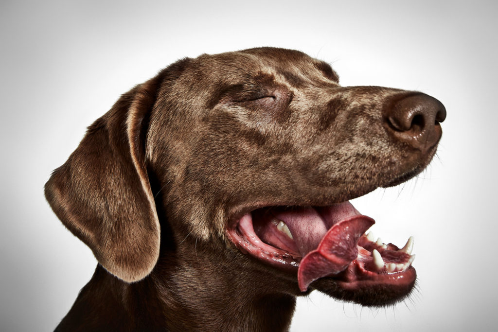 15 Fotografías de perros rescatados y con una vida feliz