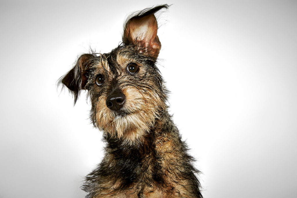 15 Fotografías de perros rescatados y con una vida feliz