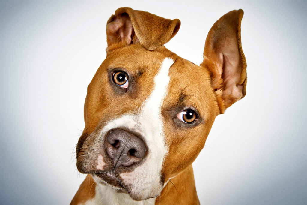 15 Fotografías de perros rescatados y con una vida feliz