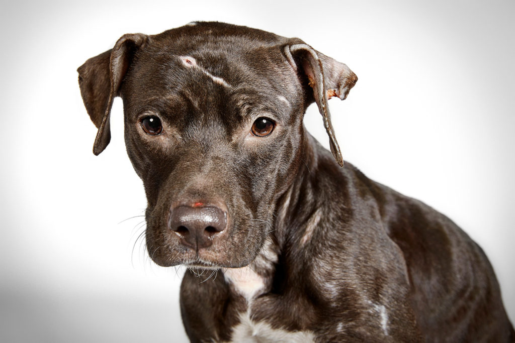 15 Fotografías de perros rescatados y con una vida feliz